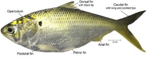 Bonga Fish: A Cameroonian Culinary Staple – Euro Afri Link